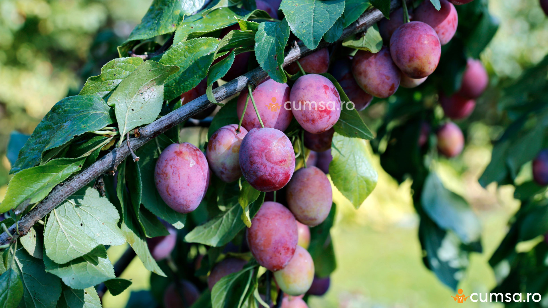 Schema tratamente prun. Cum sa tii la distanta bolile si daunatorii ...