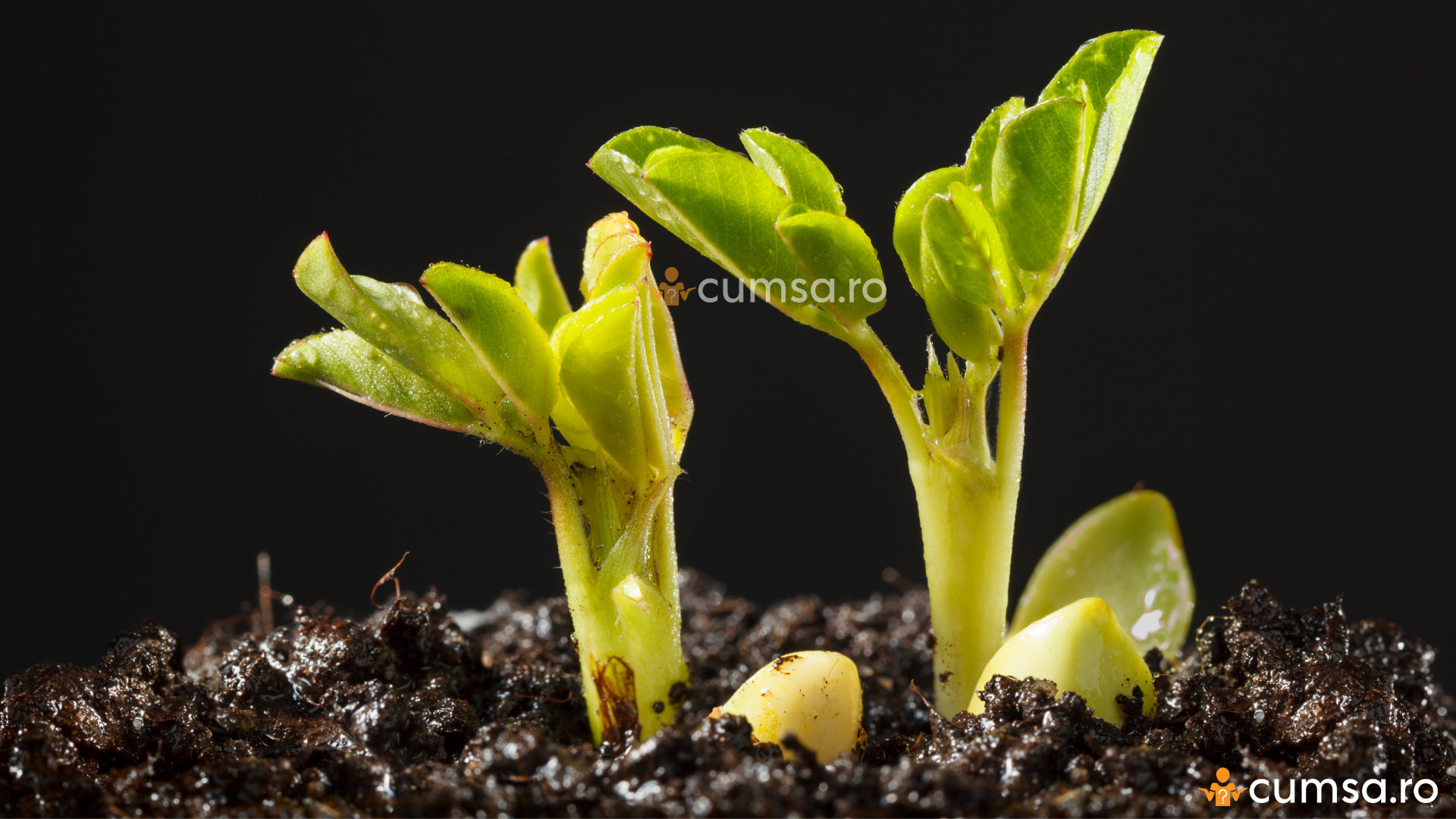 Cultivare arahide. Cum sa cultivi alune de pamant in gradina - cumsa.ro