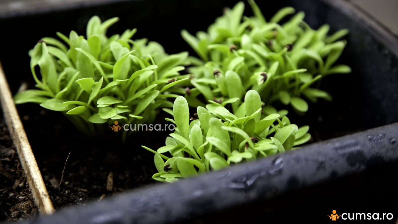 Cum sa infiintezi o cultura de galbenele (Calendula officinalis) - cumsa.ro