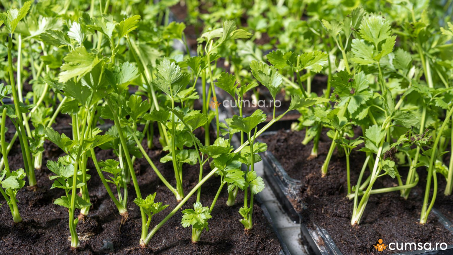 Cultivare patrunjel (Petroselinum crispum). Cum sa ai si tu aceasta ...