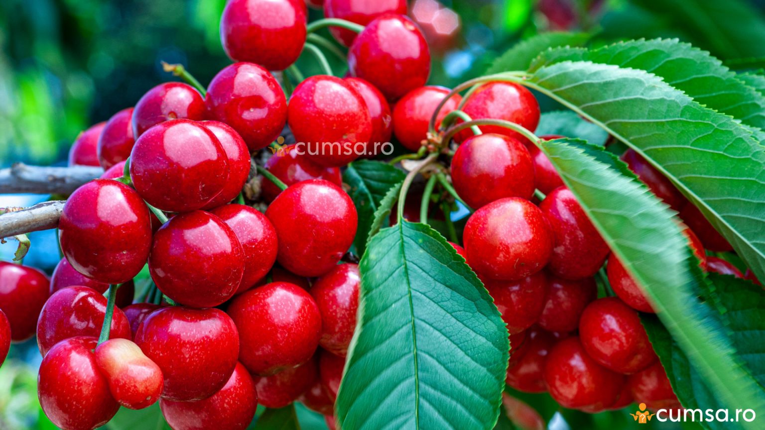 Schema tratamente cires. Cum sa aplici stropirile si in ce perioada ...