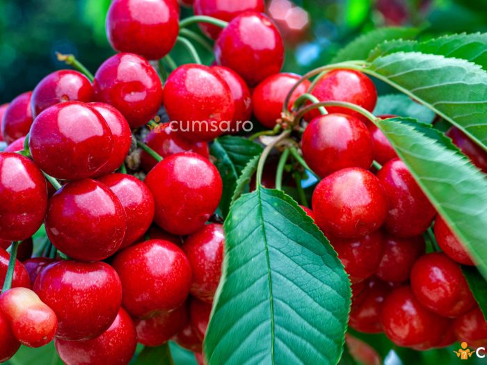 Schema tratamente pomi fructiferi. Cum sa aplici stropirile si ce ...