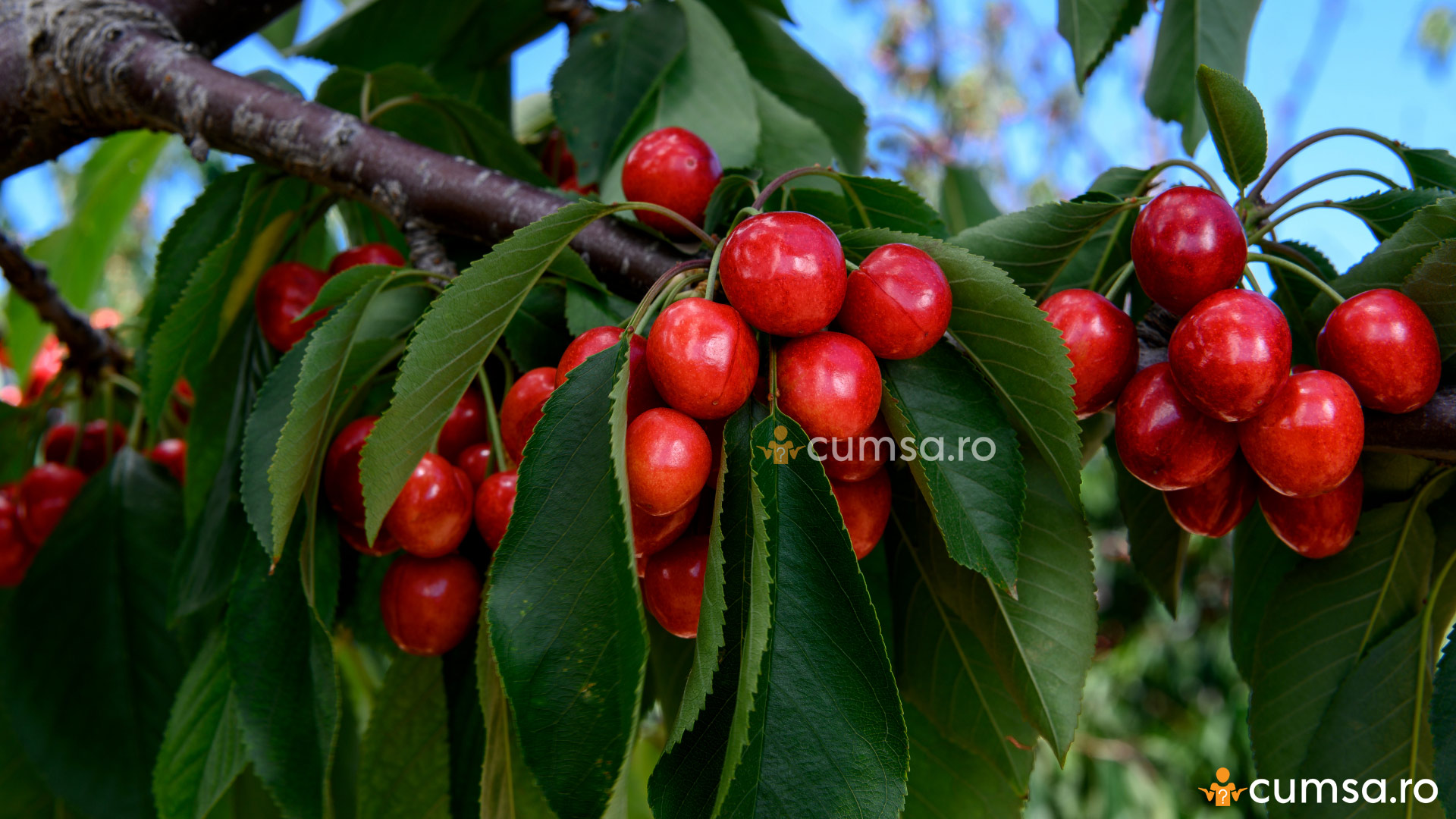 Schema tratamente cires. Cum sa aplici stropirile si in ce perioada ...