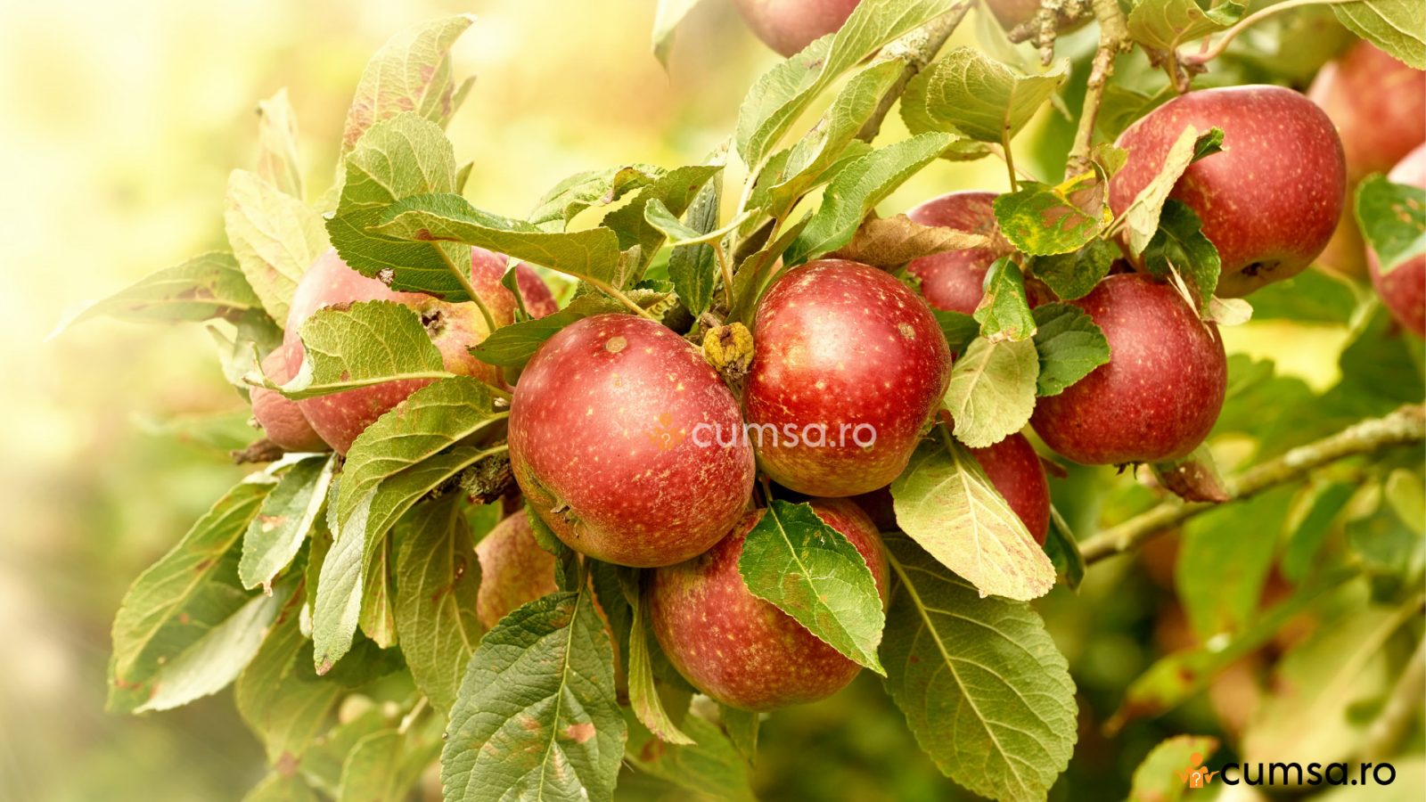 Schema tratamente mar. Cum sa le aplici si in ce perioada - cumsa.ro