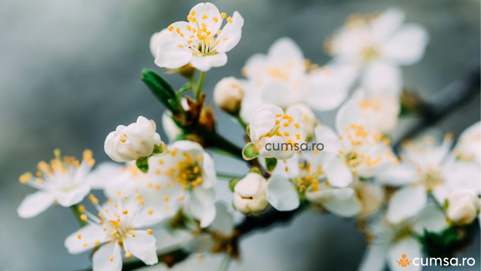 Schema tratamente prun. Cum sa tii la distanta bolile si daunatorii ...