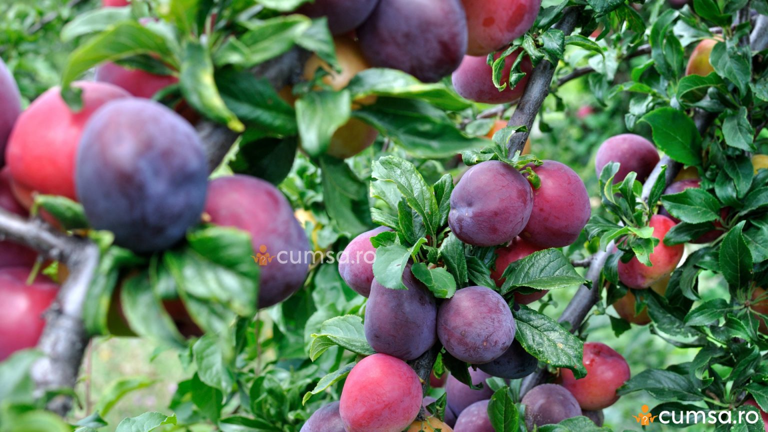 Schema tratamente prun. Cum sa tii la distanta bolile si daunatorii ...