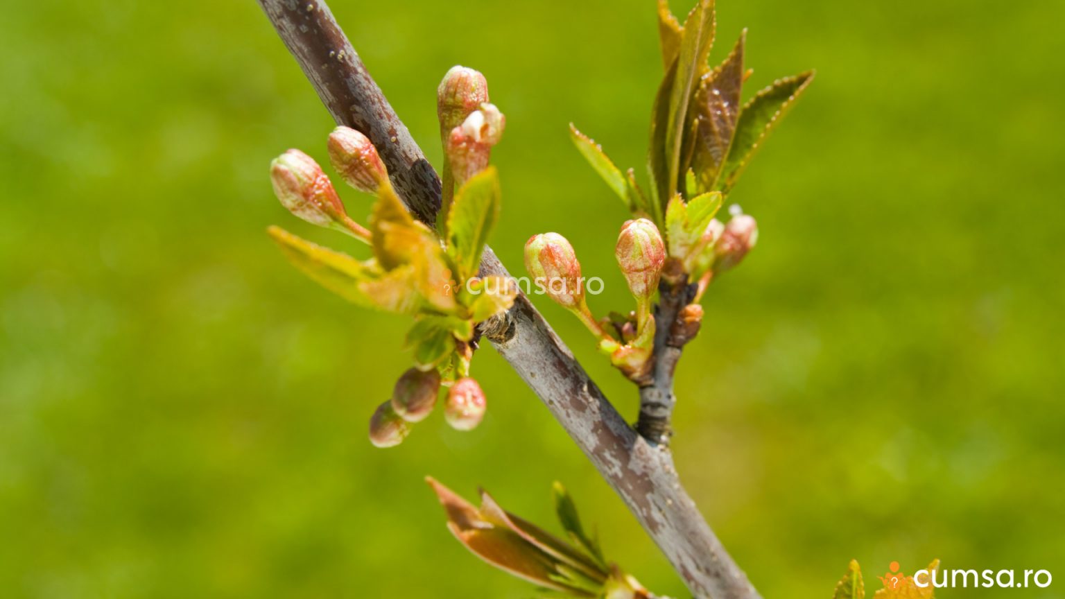 Schema tratamente visin. Cum si cand sa faci stropirea acestor pomi ...