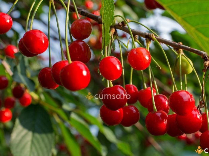 Schema tratamente prun. Cum sa tii la distanta bolile si daunatorii ...