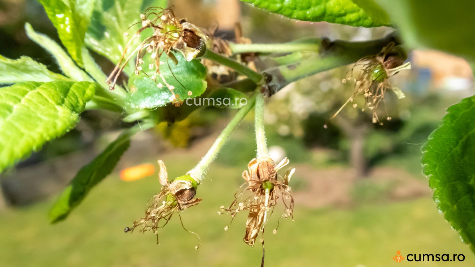 Schema tratamente prun. Cum sa tii la distanta bolile si daunatorii ...