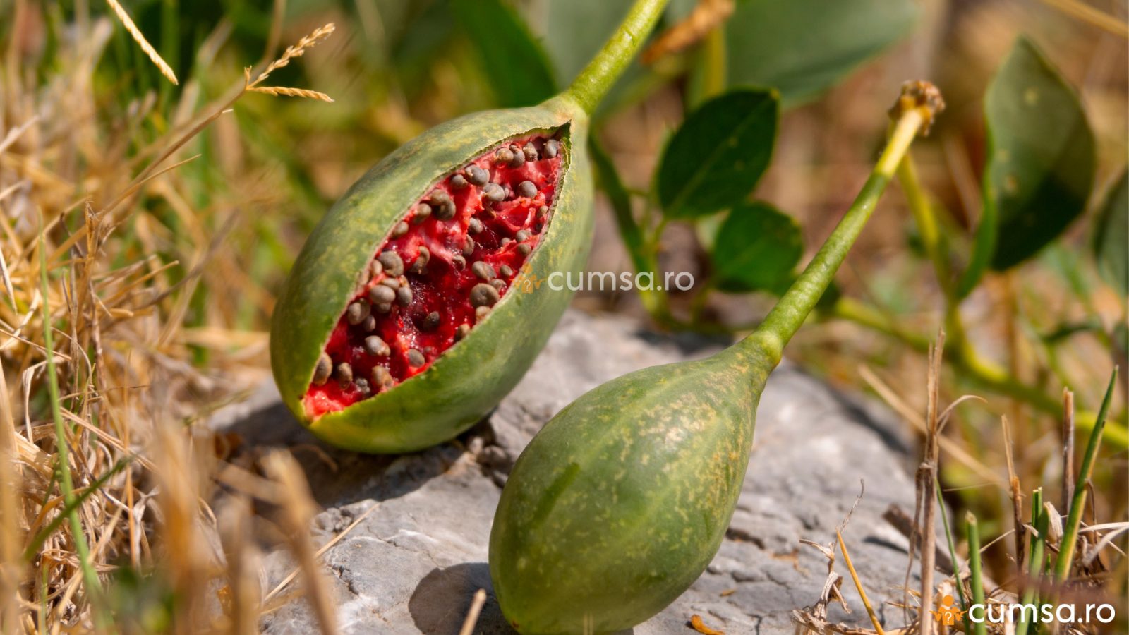 Cum sa cultivi capere (Capparis spinosa) - cumsa.ro