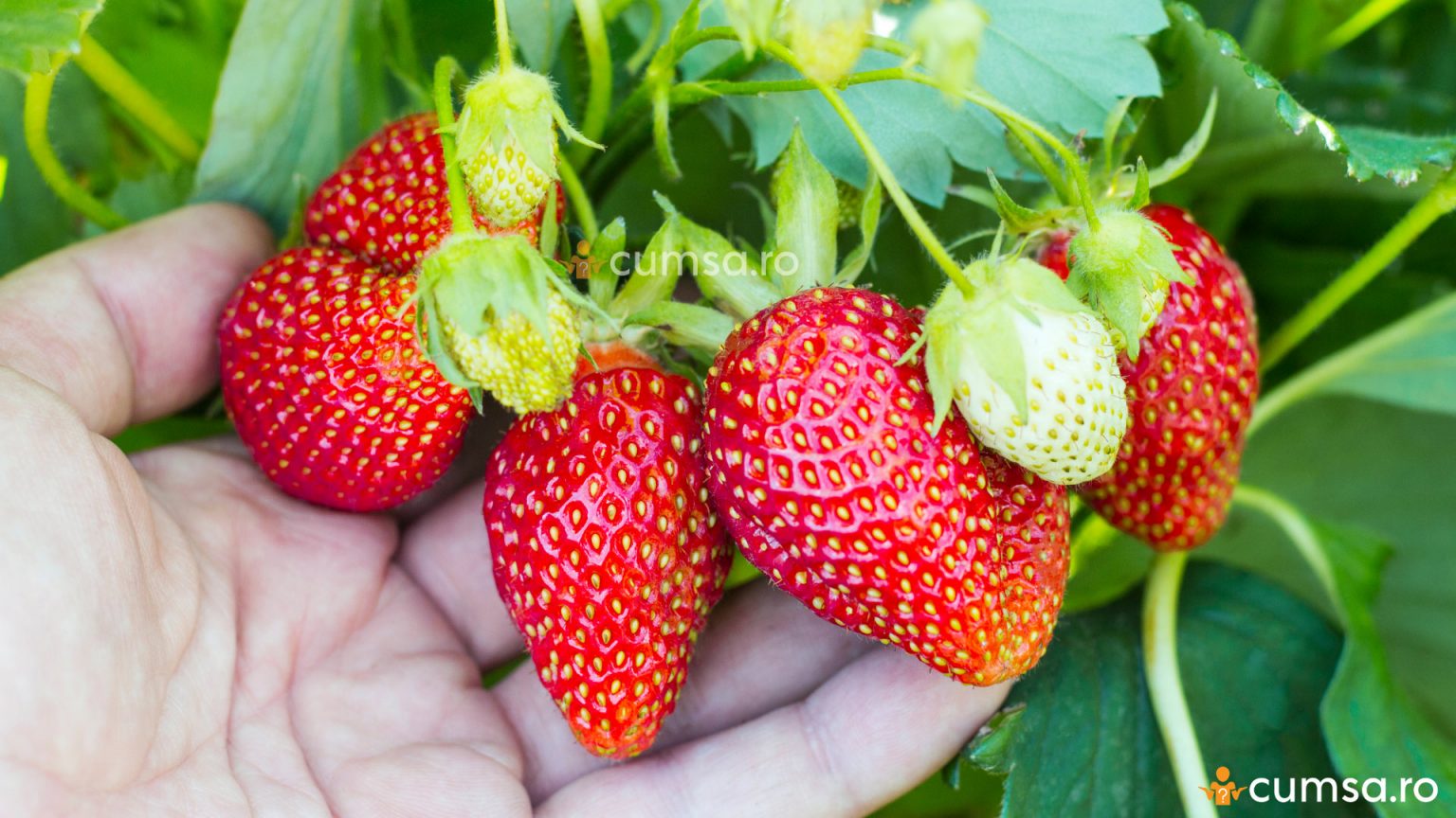 Stropiri capsuni. Cum sa aplici un program de tratamente - cumsa.ro