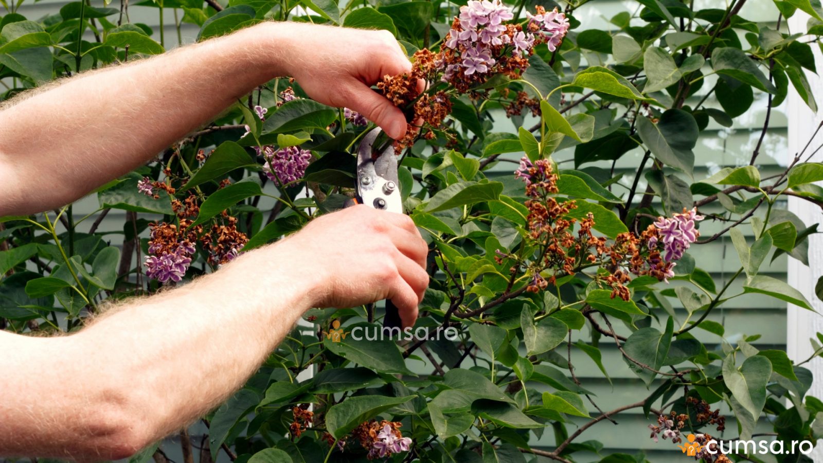 Cum sa tai liliacul si care este perioada ideala - cumsa.ro