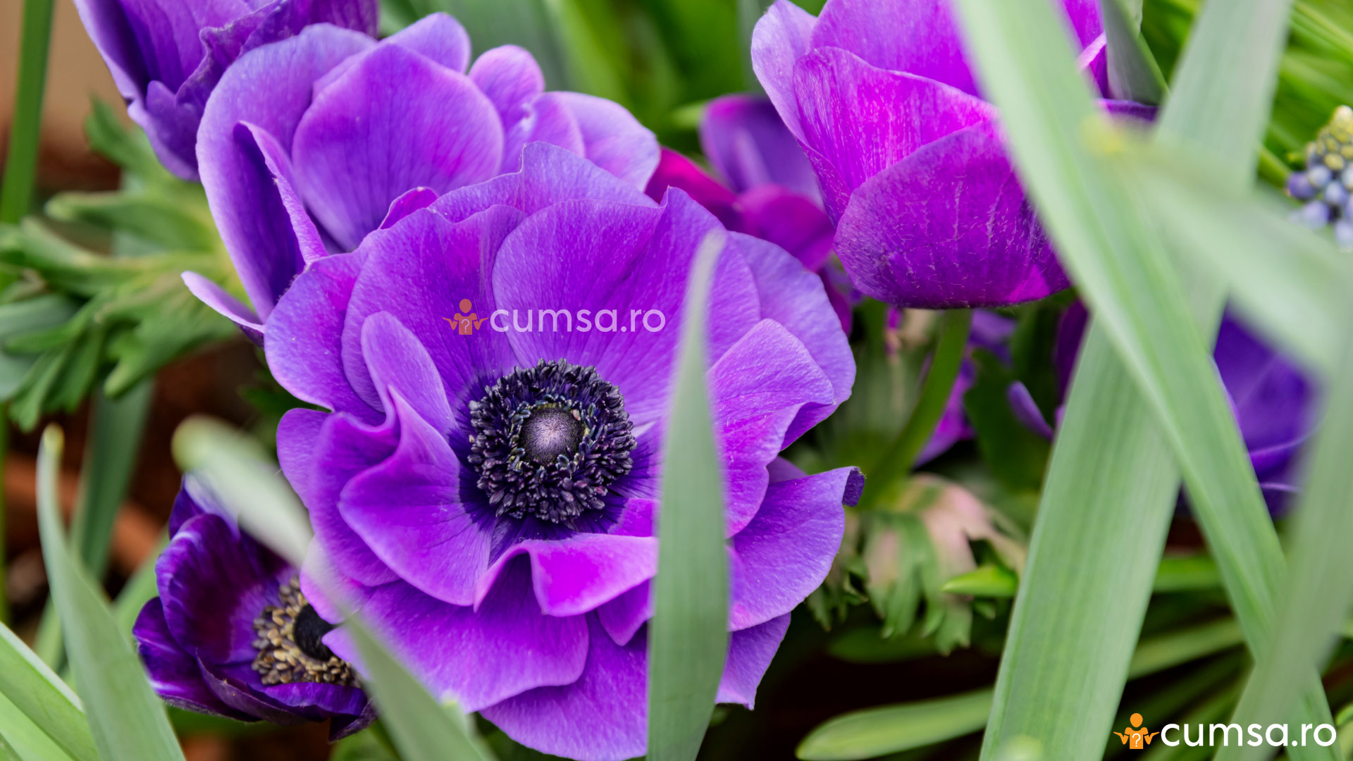 Cum sa plantezi anemone. Sfaturi despre ingrijire, inmultire si ...