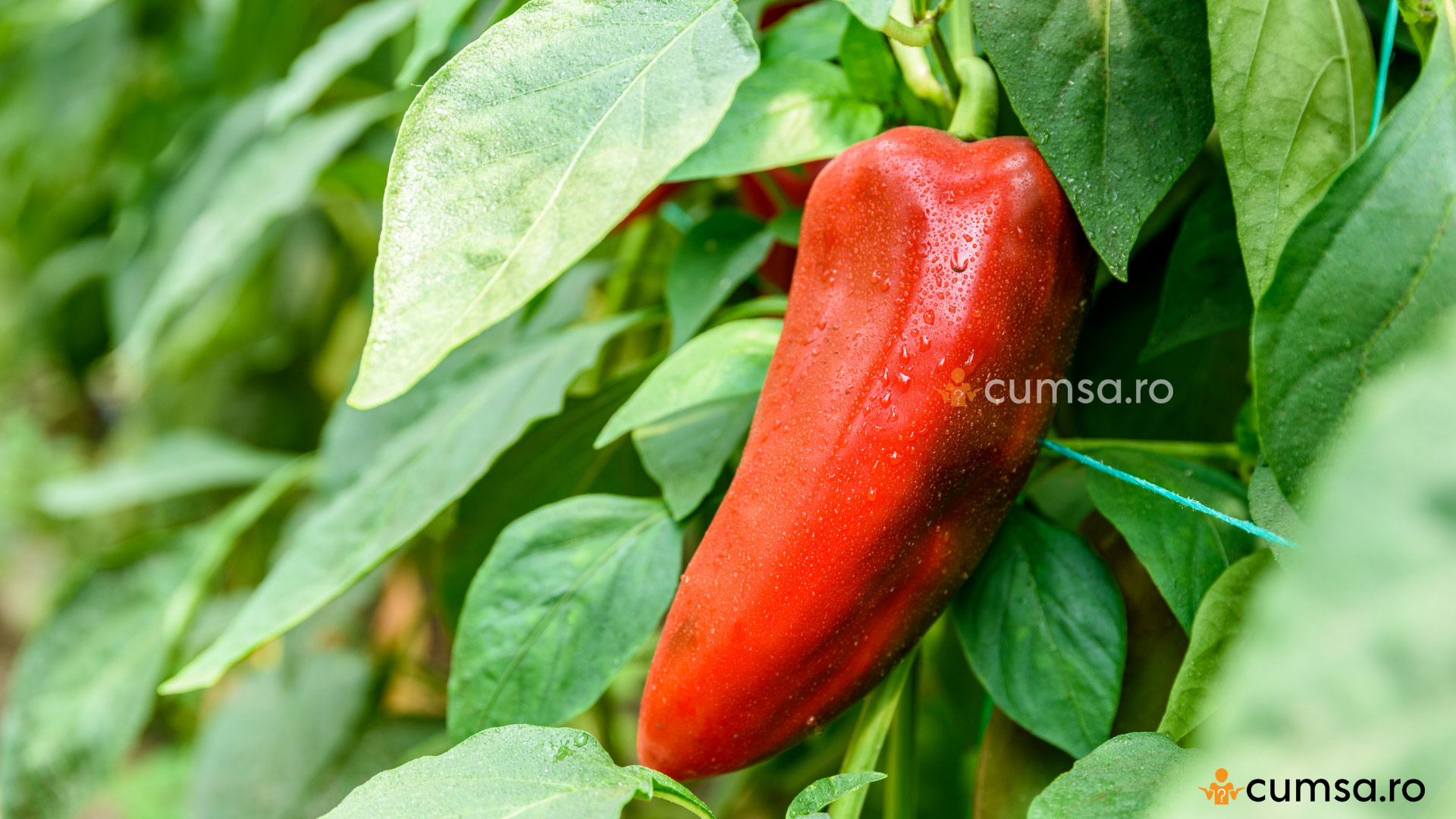 Distanta de plantare ardei capia in solar. Cum sa plantezi rasadurile ...