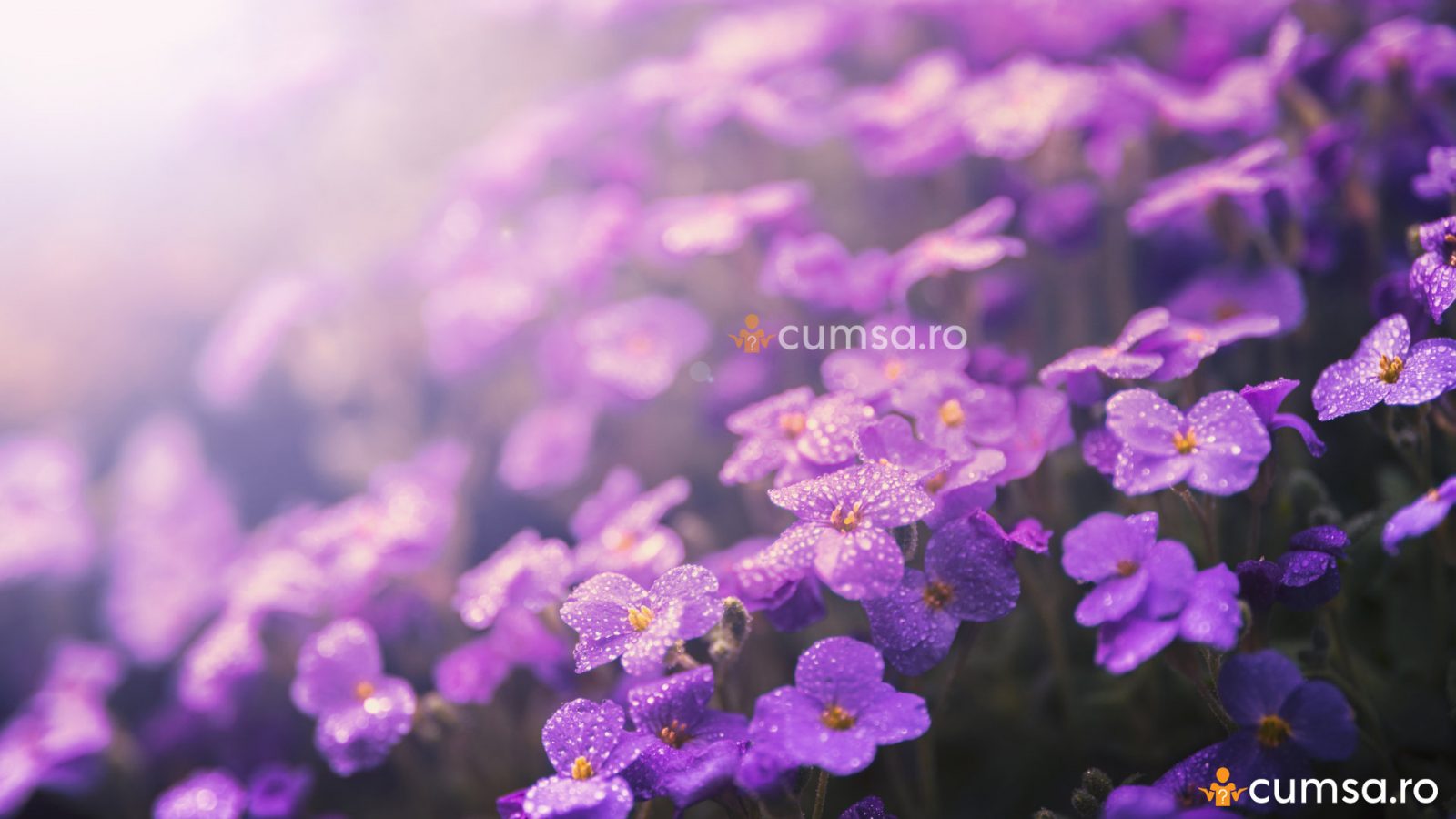 Cum sa plantezi Aubrieta. Ingrijire, inmultire si conditii de crestere ...