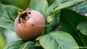 Cum sa cultivi mosmon si ce beneficii au fructele - cumsa.ro