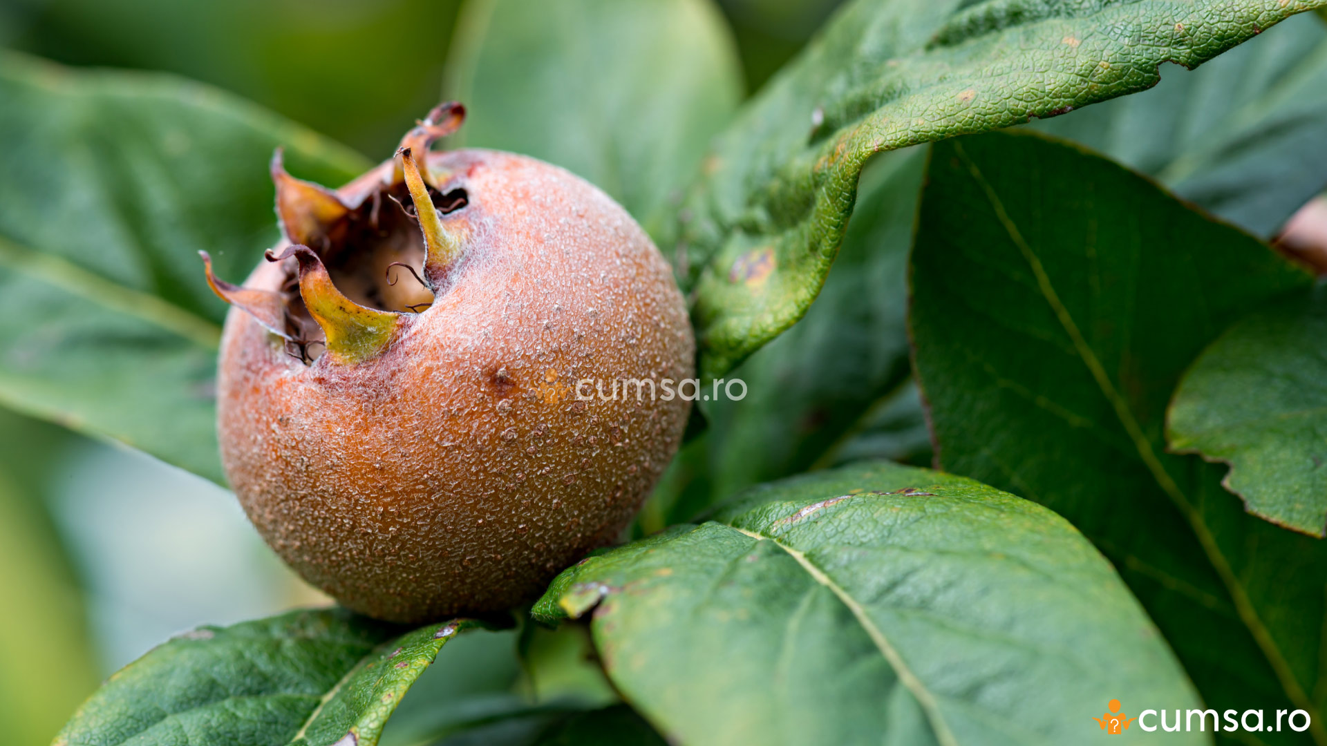 Cum sa cultivi mosmon si ce beneficii au fructele - cumsa.ro