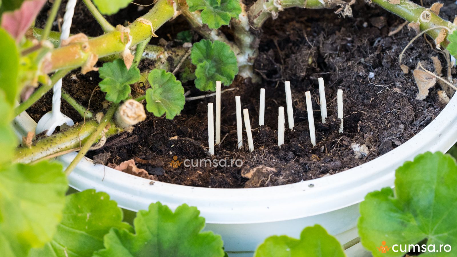 Cum sa folosesti bete de chibrit pentru plante si de ce sunt eficiente ...