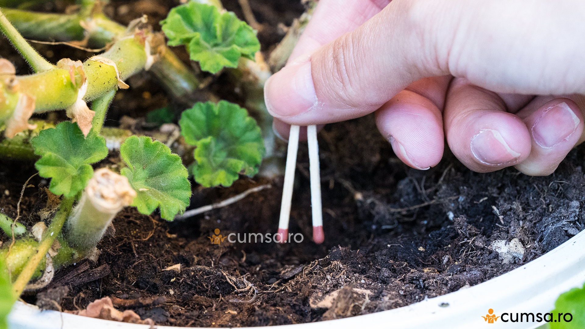 Cum sa folosesti bete de chibrit pentru plante si de ce sunt eficiente ...