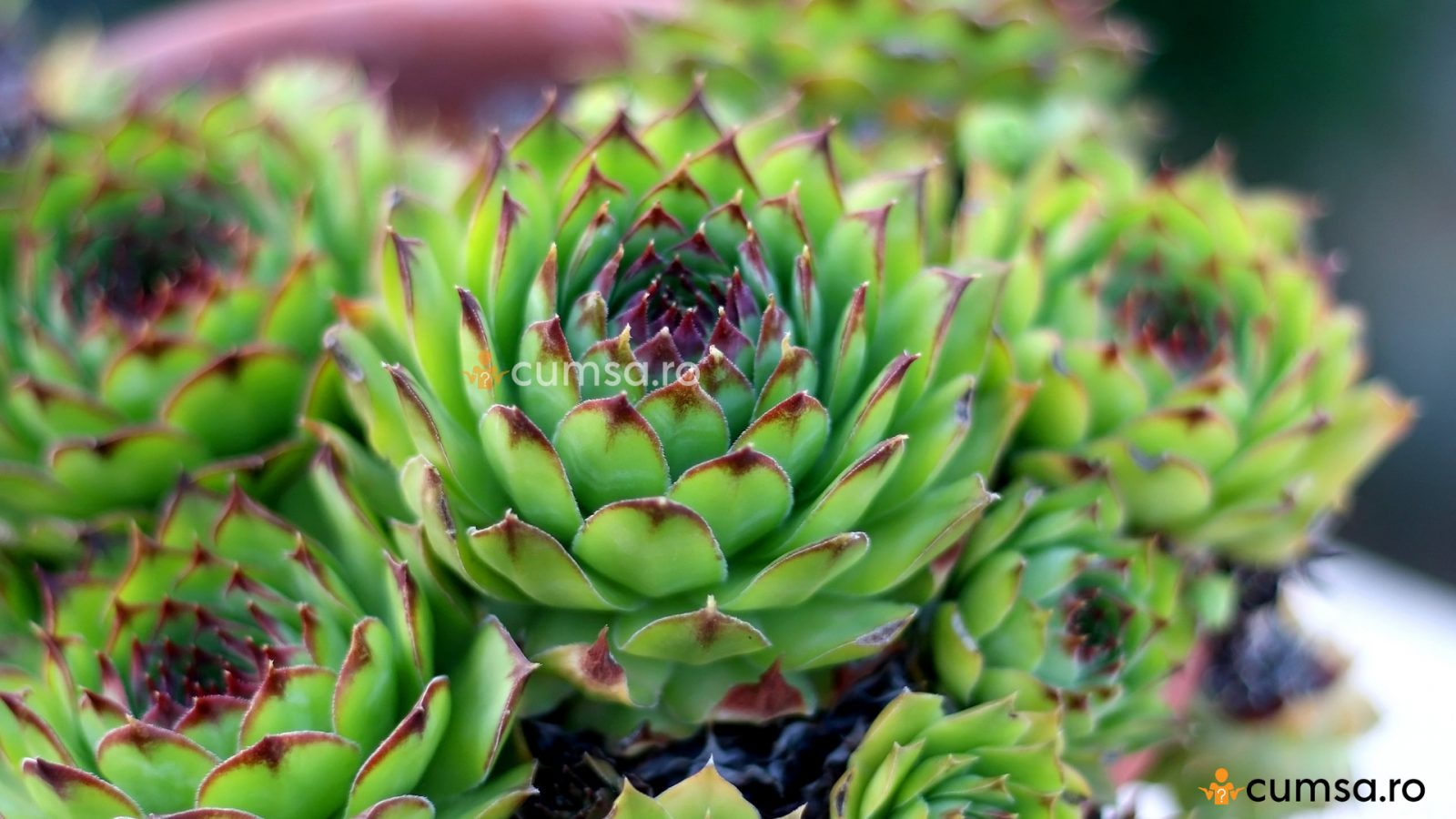 Planta urechelnita. Cum sa o ingrijesti si de ce sa nu-ti lipseasca din ...