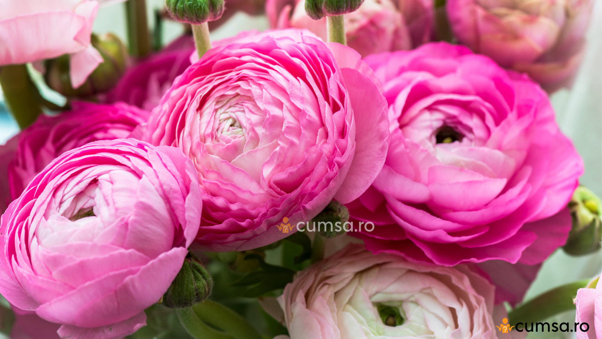 Cum sa plantezi Piciorul cocosului. Sfaturi despre ingrijire si ...