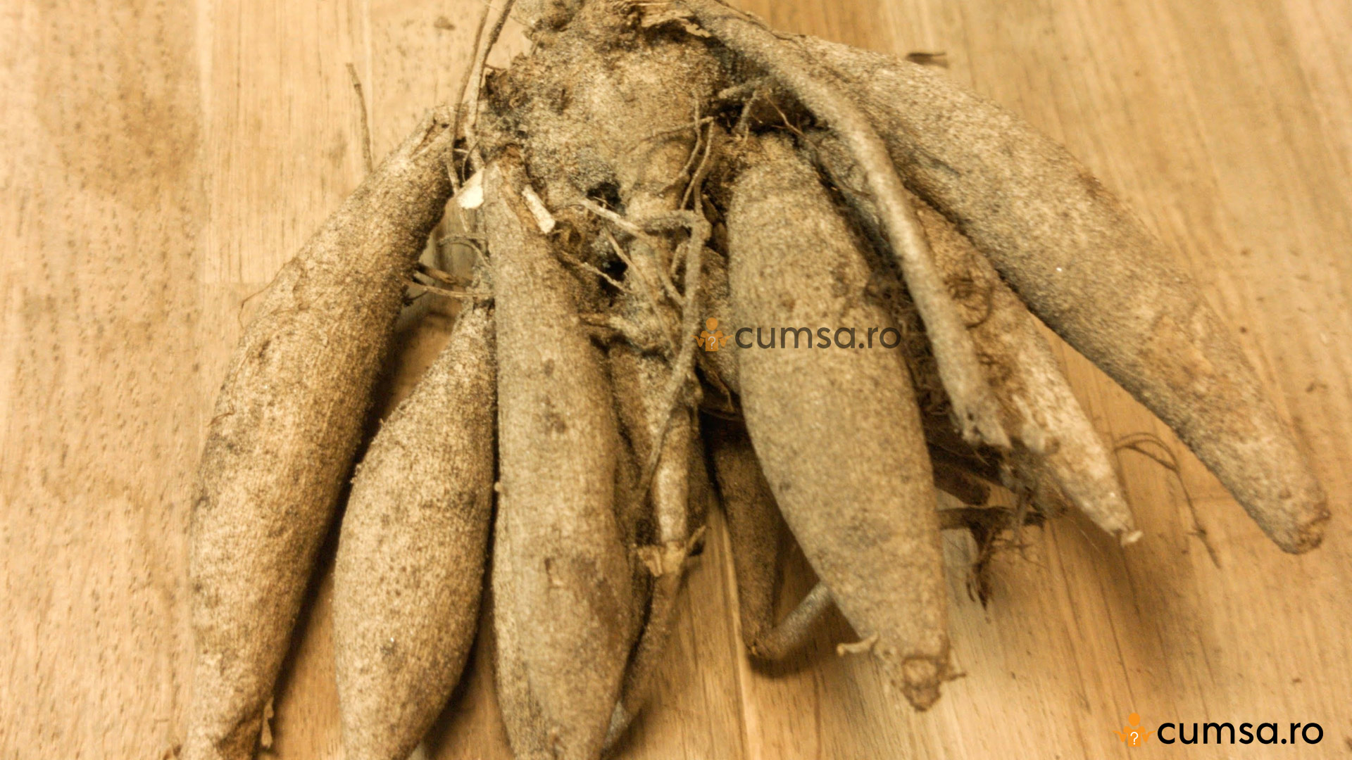 Cum sa plantezi Piciorul cocosului. Sfaturi despre ingrijire si ...