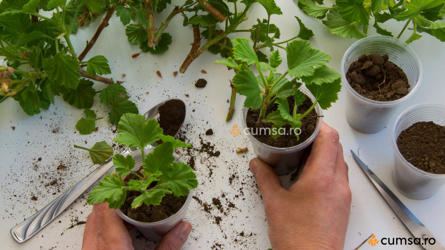 Cum sa faci inmultirea muscatelor prin butasi, in mod corect - cumsa.ro