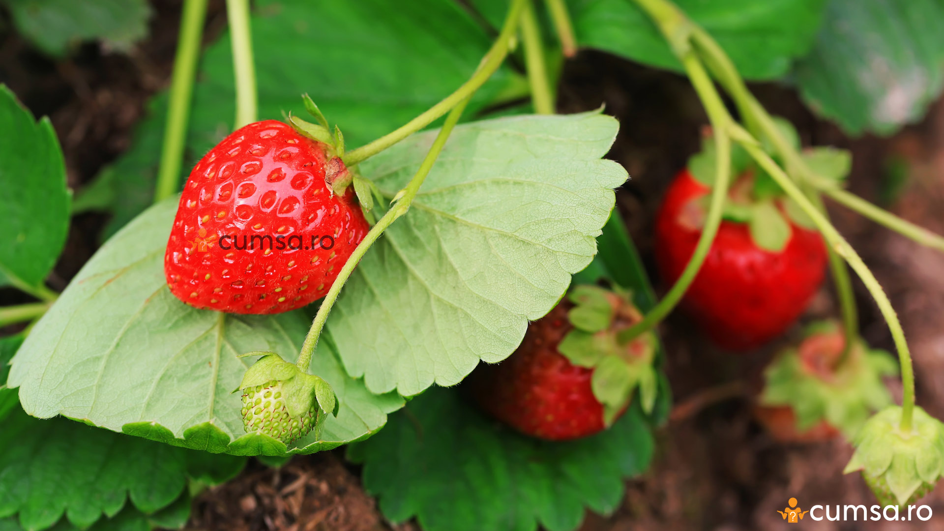 Cum sa faci ingrasamant natural pentru capsuni - cumsa.ro