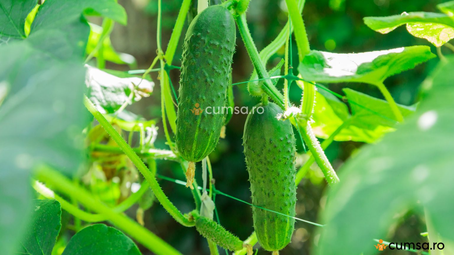 Distanta plantare castraveti. Cum sa plantezi rasadurile in gradina ...