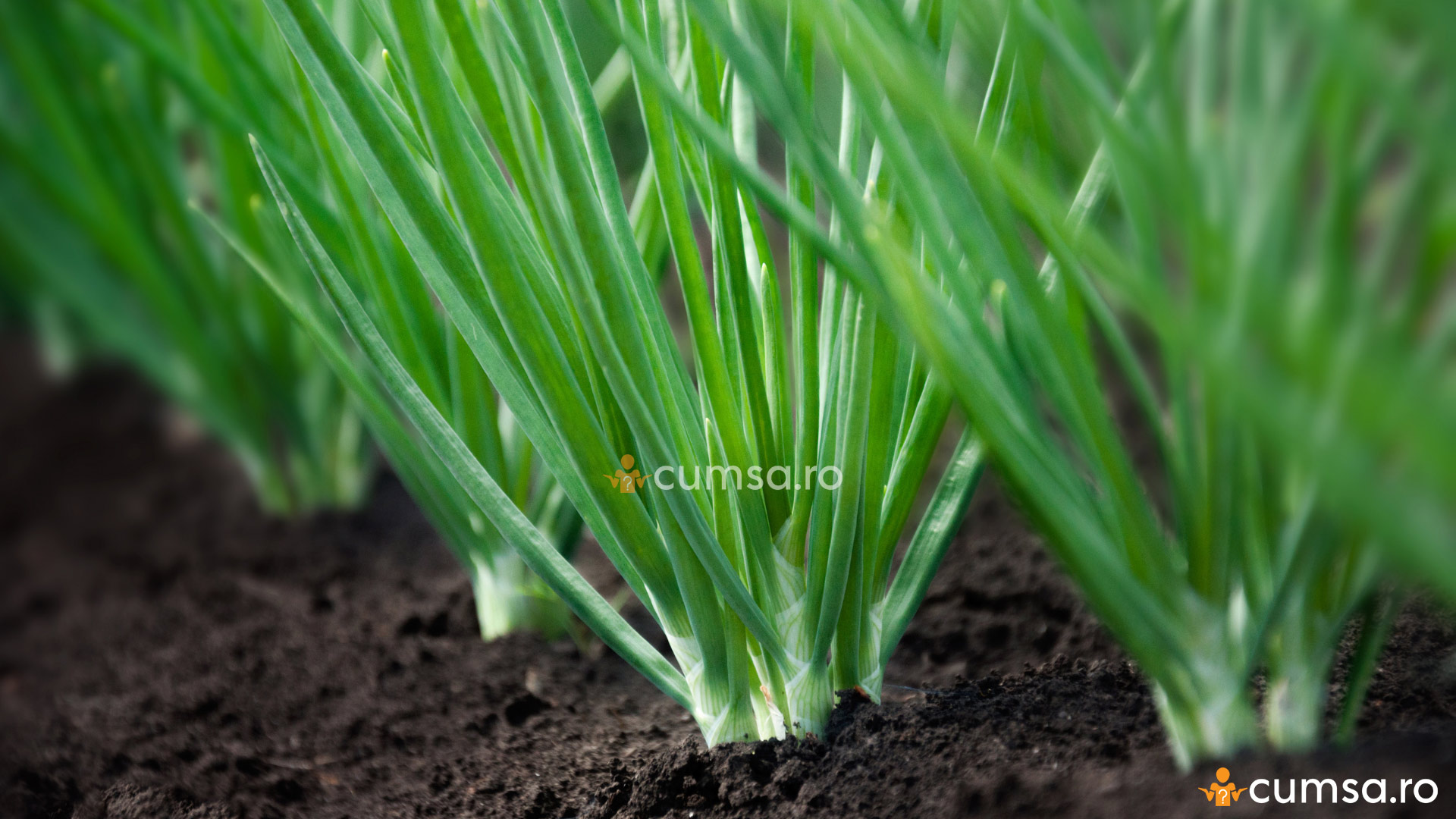 Cum si cand sa aplici tratamente la ceapa - cumsa.ro