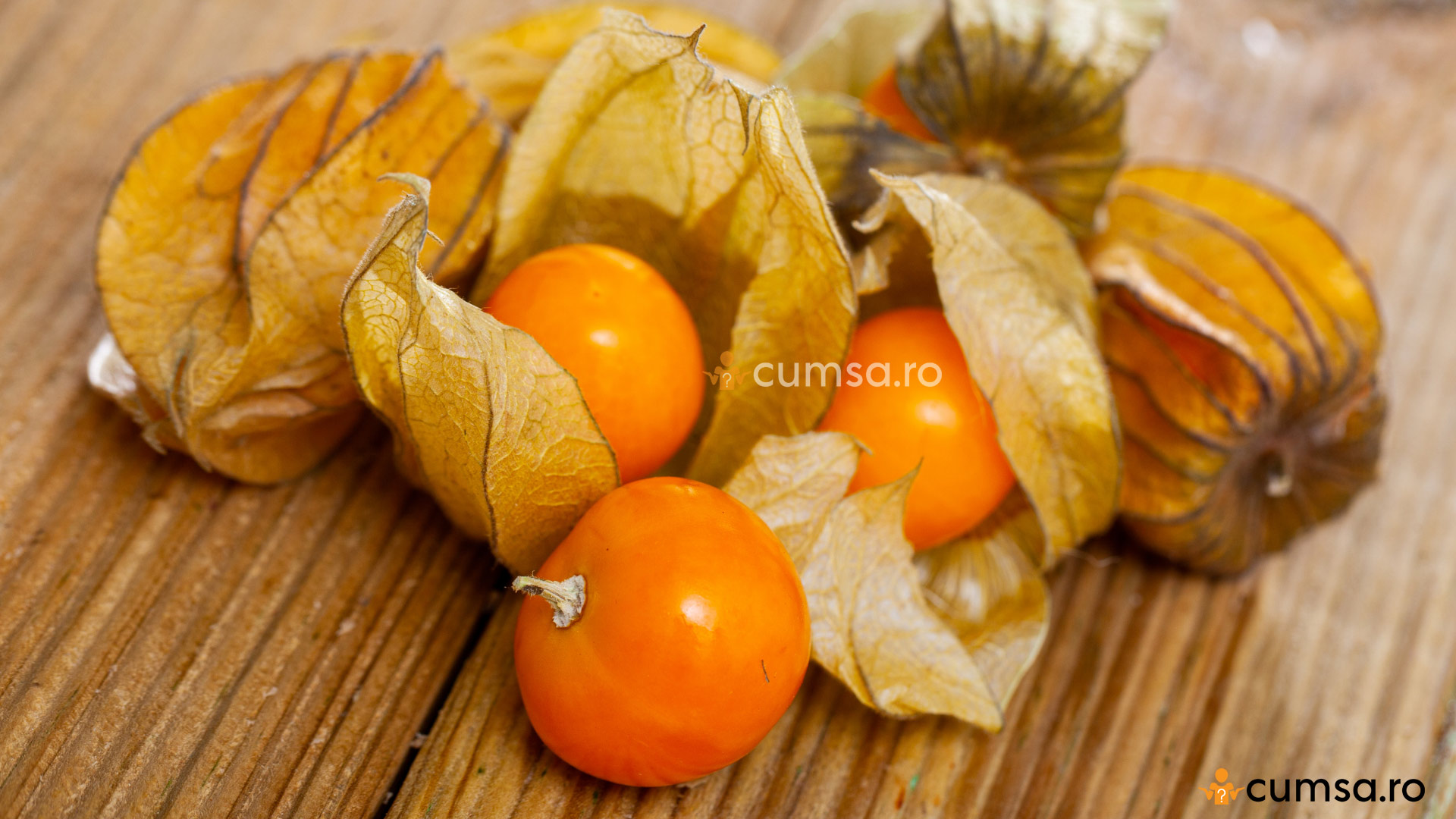 Cum sa obtii rasaduri de cirese de pamant (Physalis peruviana) - cumsa.ro