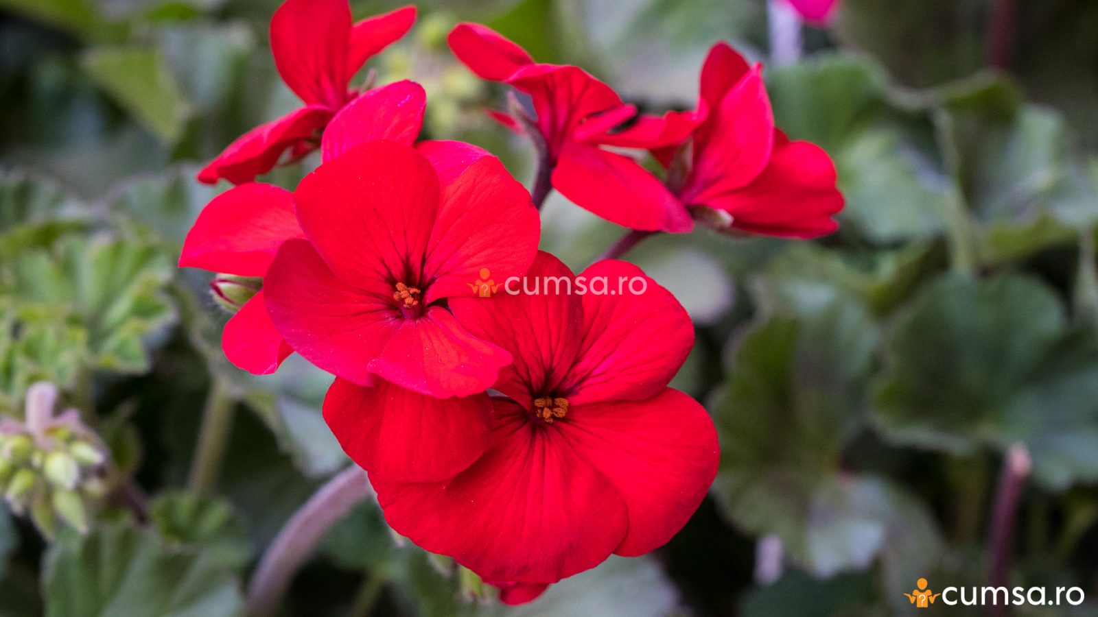 Cum sa combati cloroza ferica la muscate. De ce se ingalbenesc frunzele ...