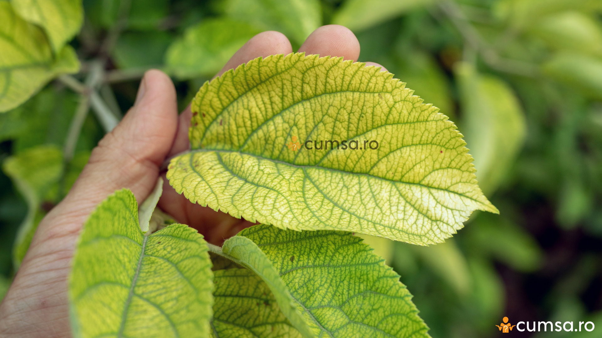 Cum sa combati cloroza ferica la muscate. De ce se ingalbenesc frunzele ...