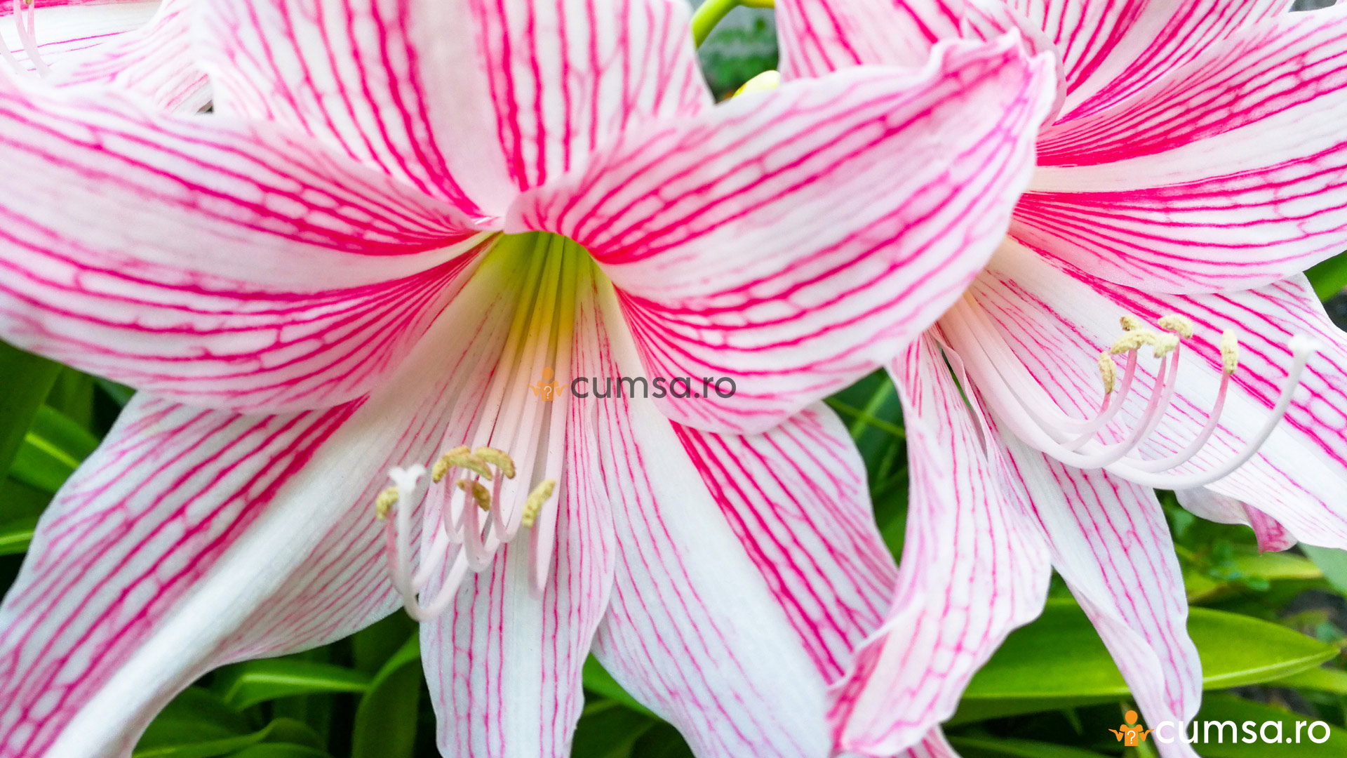 Cum sa plantezi crinul de iarna. Sfaturi despre ingrijire, inmultire ...