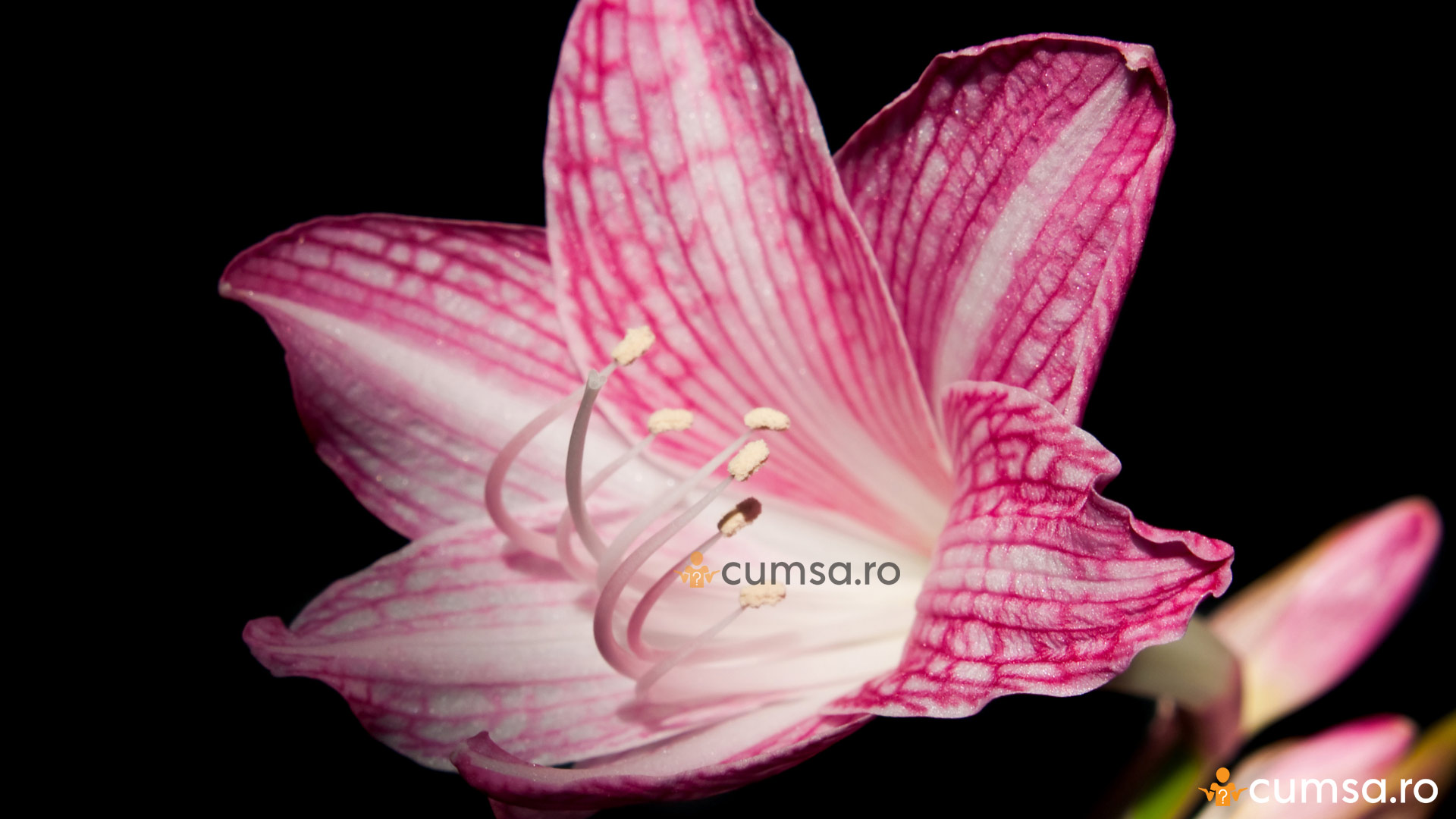 Cum sa plantezi crinul de iarna. Sfaturi despre ingrijire, inmultire ...