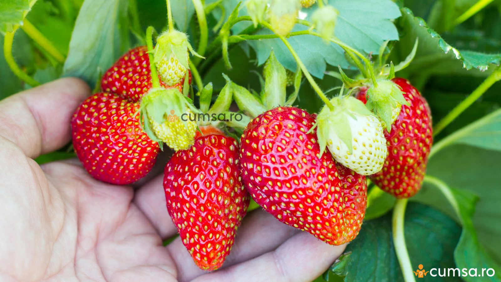 Cropmax la capsuni. Cum si cand sa aplici acest ingrasamant foliar ...