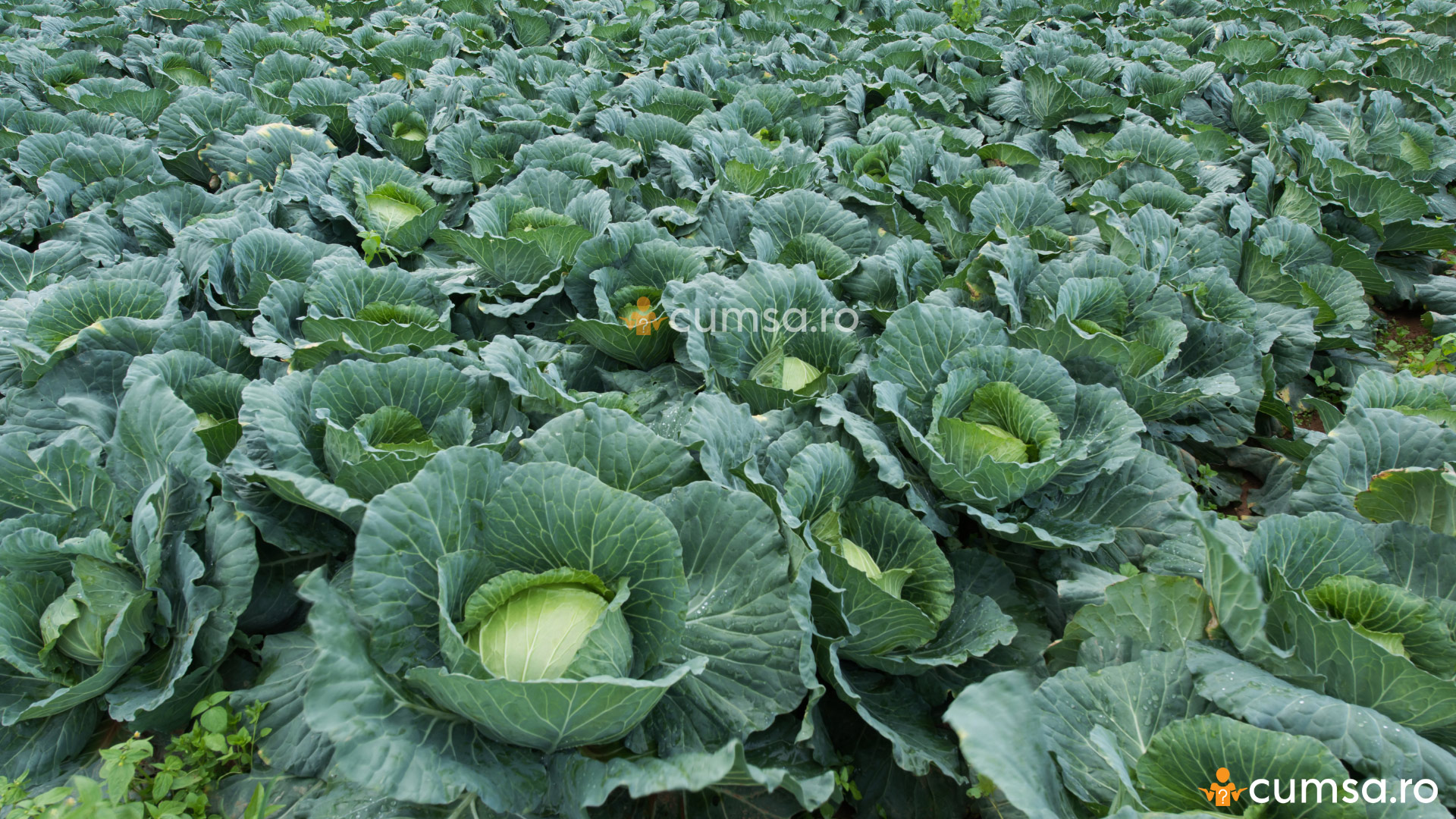 Schema tratamente varza. Cum sa le aplici si ce produse sa folosesti ...