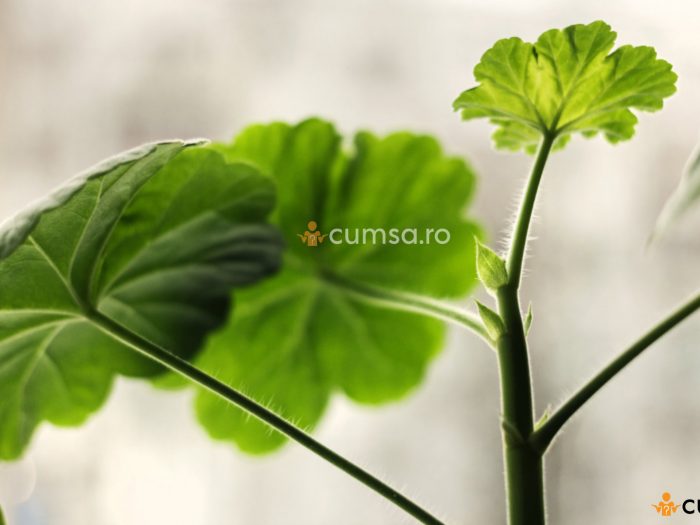 Cum sa combati musculita alba la muscate - cumsa.ro