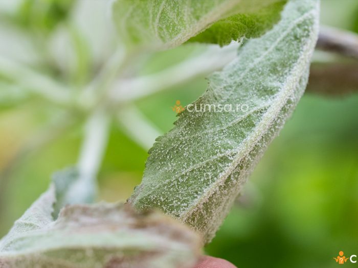 Tratamente naturiste pentru fainare. Cum sa tii aceasta boala sub ...
