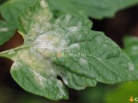 Cum sa combati fainarea la mar si ce tratamente sa aplici - cumsa.ro