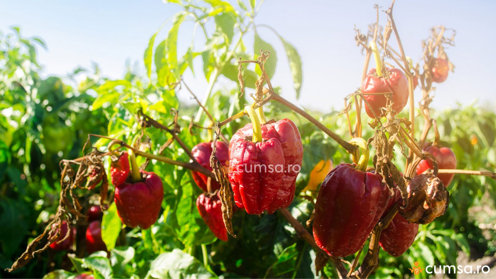 Cum sa combati fuzarioza la ardei si ce tratament sa aplici - cumsa.ro