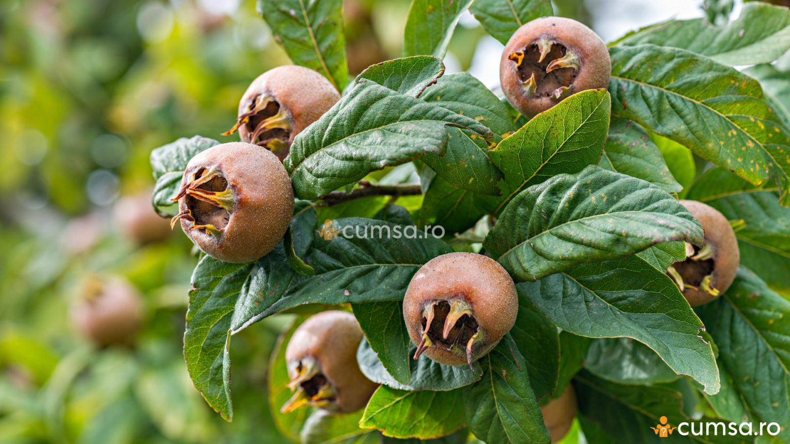 Cum sa cultivi mosmon si ce beneficii au fructele - cumsa.ro