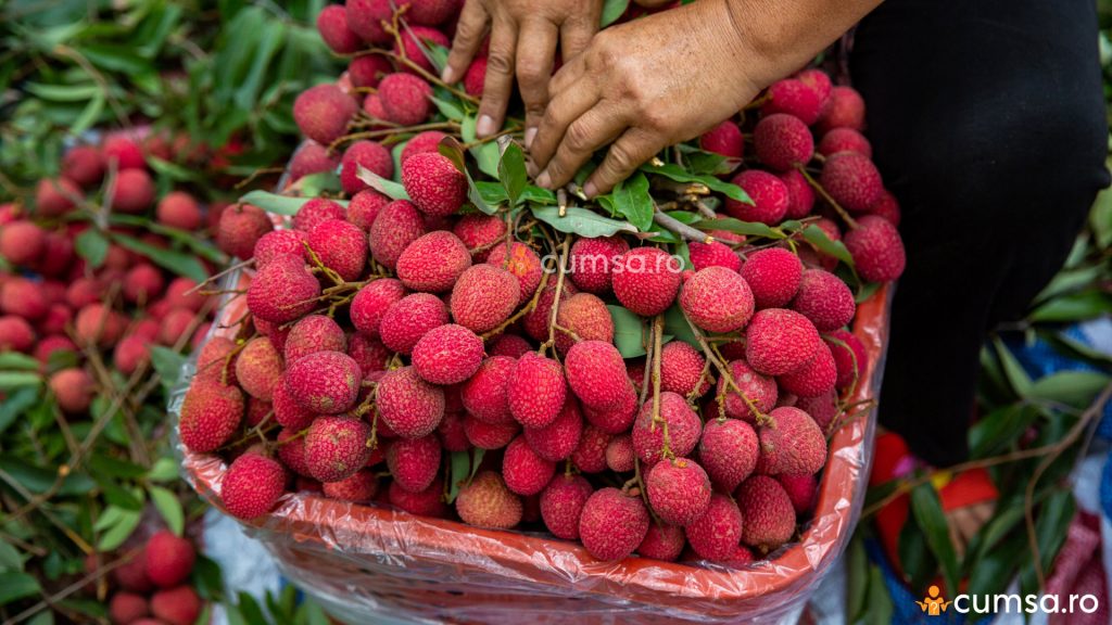 Cum sa cultivi rosii salbatice. Beneficii, conditii de crestere, boli ...