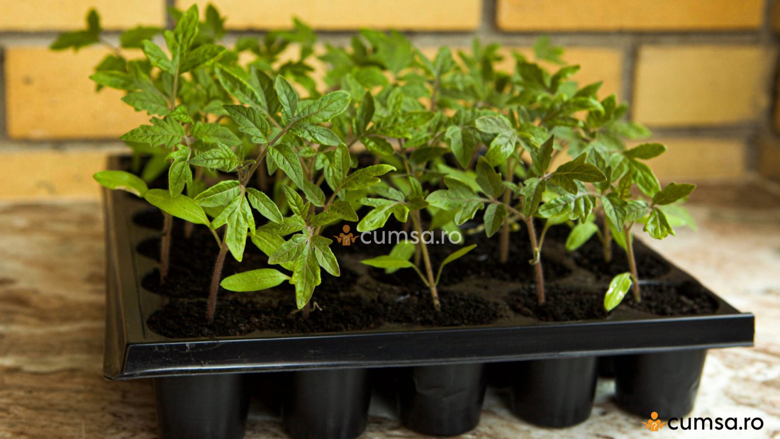 Cum sa cumperi rasaduri sanatoase de rosii si cum le alegi - cumsa.ro