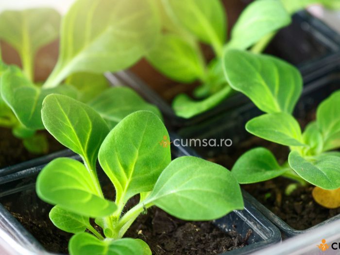 Distanta plantare castraveti. Cum sa plantezi rasadurile in gradina ...