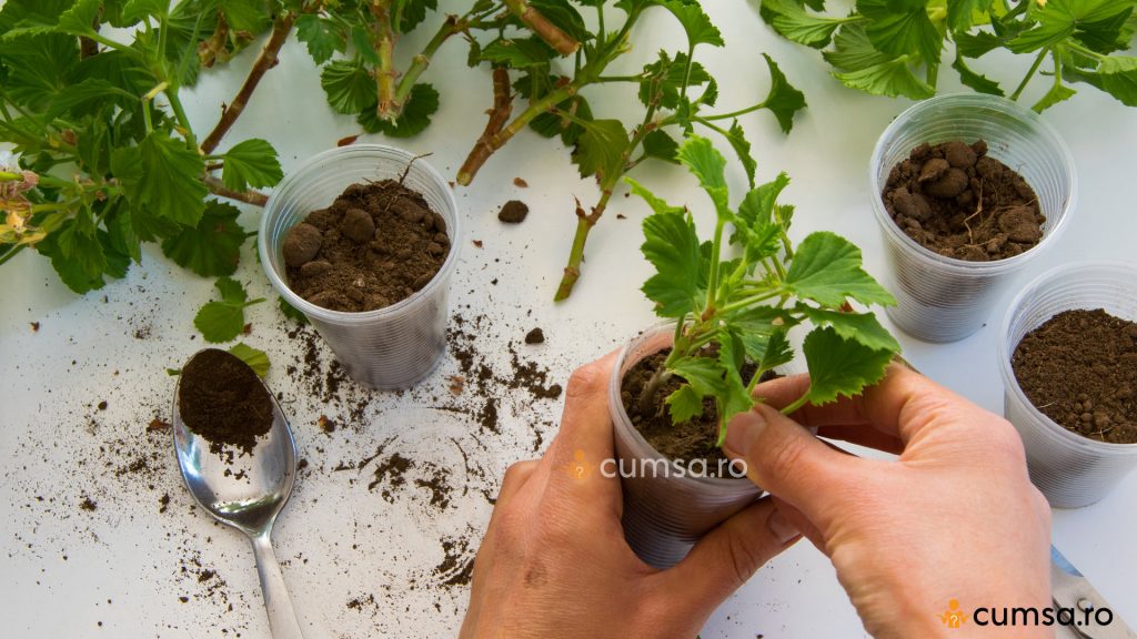 Cum sa faci inmultirea muscatelor prin butasi, in mod corect - cumsa.ro