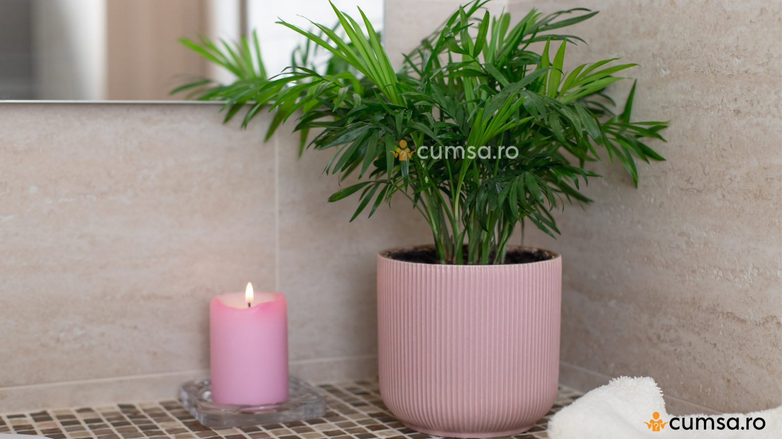 Cum sa ingrijesti palmierul pitic (Chamaedorea) - cumsa.ro