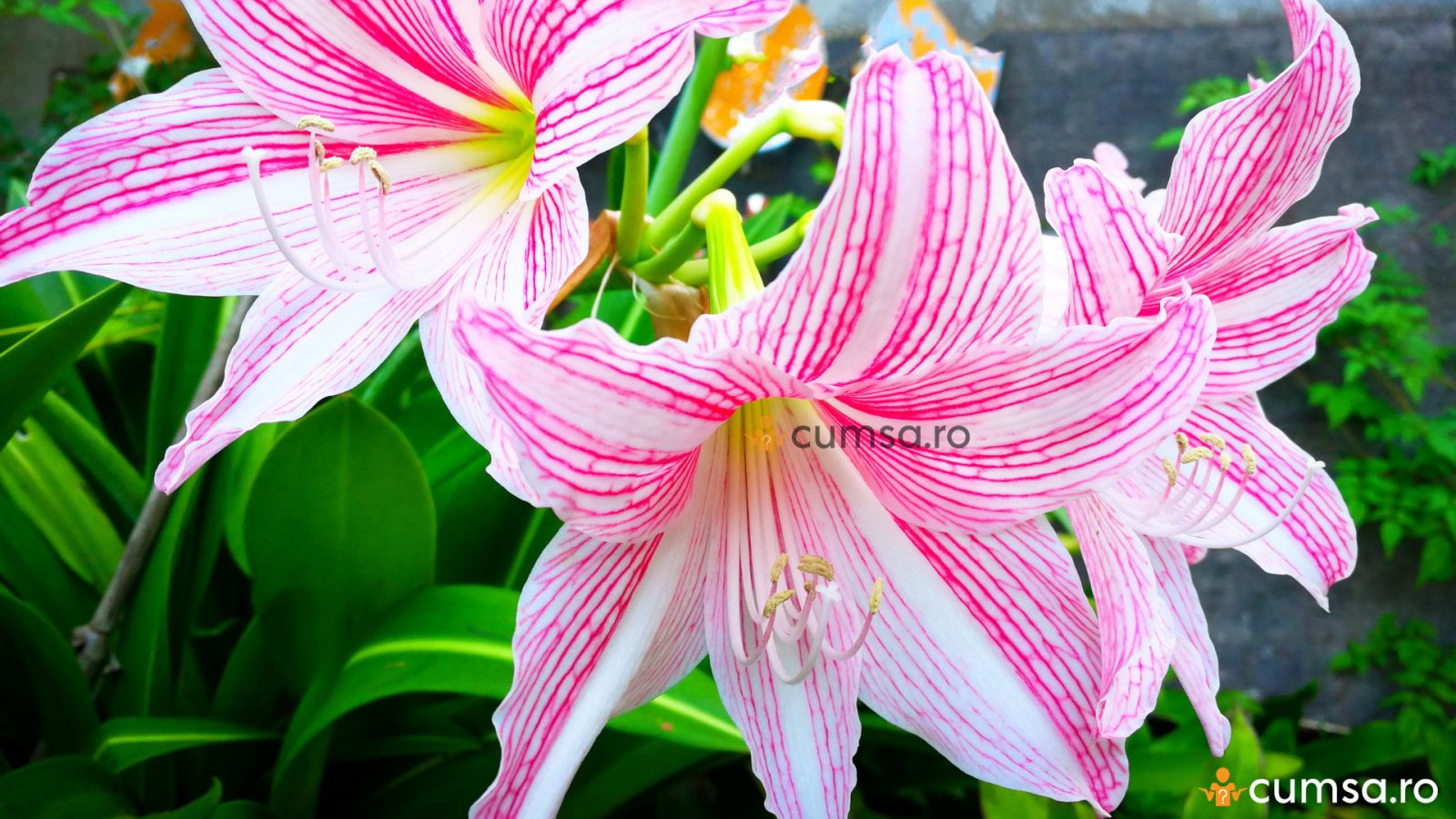 Cum sa plantezi crinul de iarna. Sfaturi despre ingrijire, inmultire ...