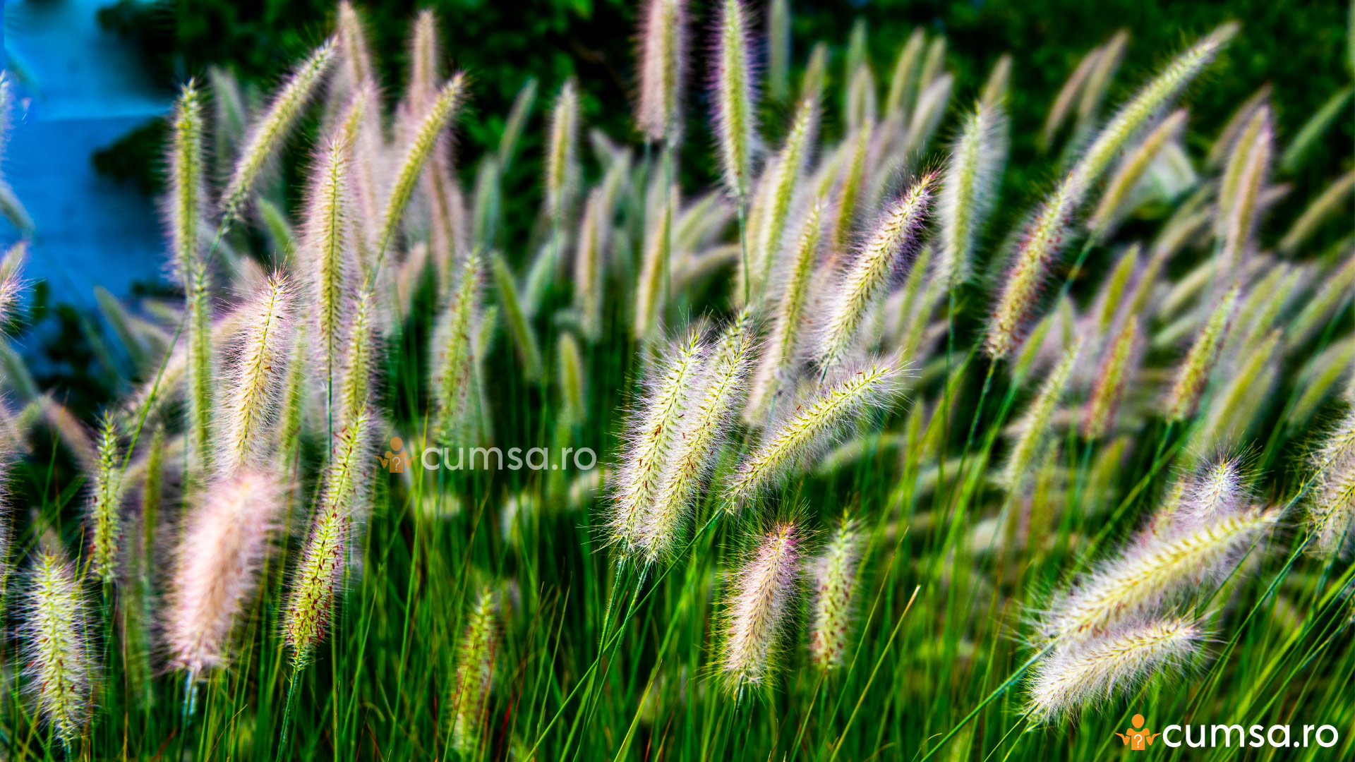 Cum sa scapi de mohor. Metode 100% naturale - cumsa.ro