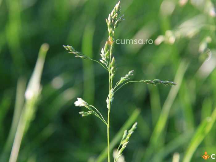 Cum sa scapi de buruienile din curte. 5 metode eficiente - cumsa.ro